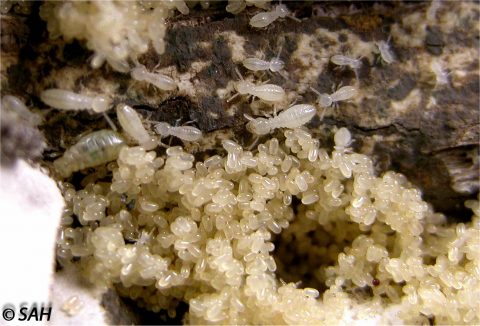 901 Pest Control | Hometown Experts | 15% Off Services