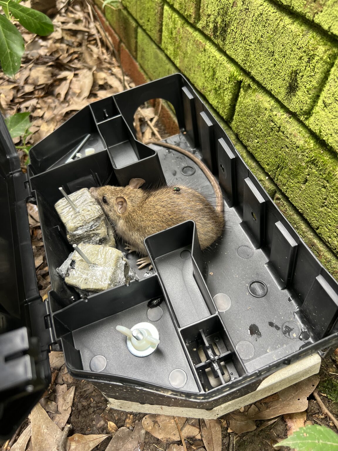 Photo of the Week | 901 Pest Control