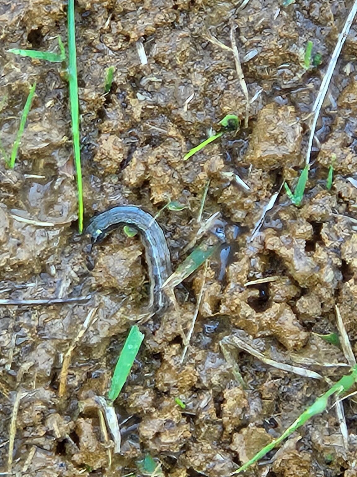 Stopping Army Worms | 901 Pest Control