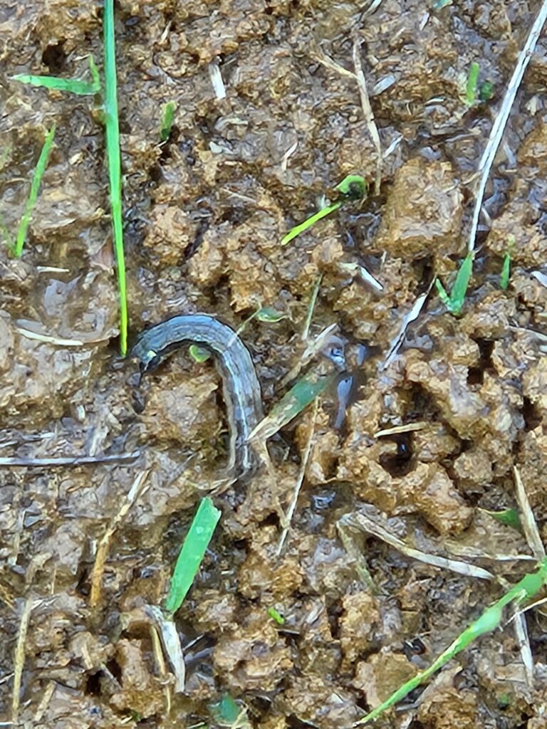 Stopping Army Worms | 901 Pest Control