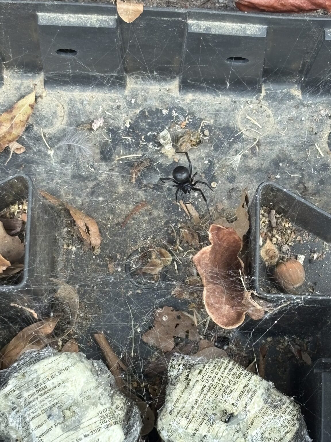 Black Widow Spiders | 901 Pest Control